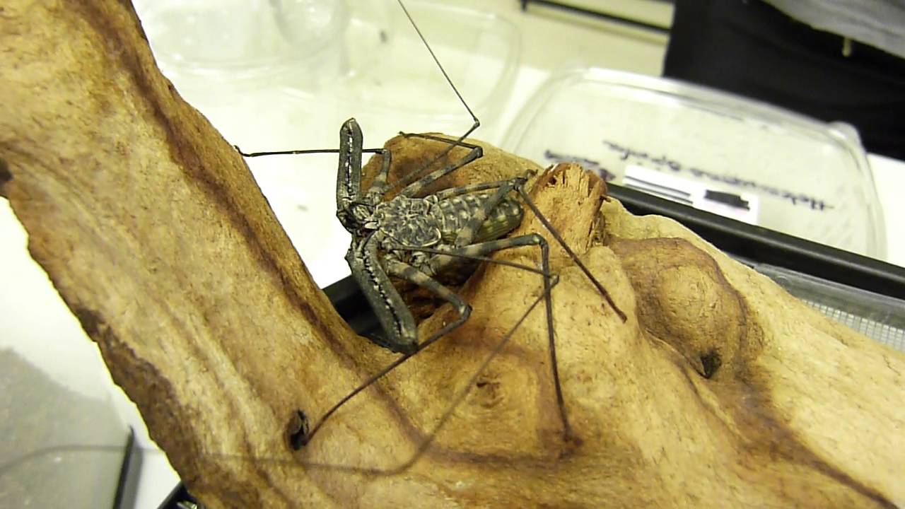 L'amblypyge, un étrange arachnide! - YouTube