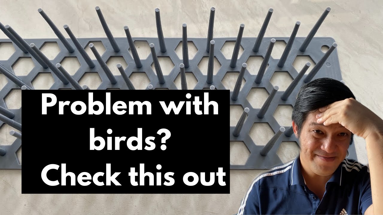 Home makeover part 8: How to repel birds and fix bird droppings problem ...