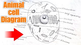 how to Draw animal cell (Labelled Diagram) how to Draw ... | Doovi