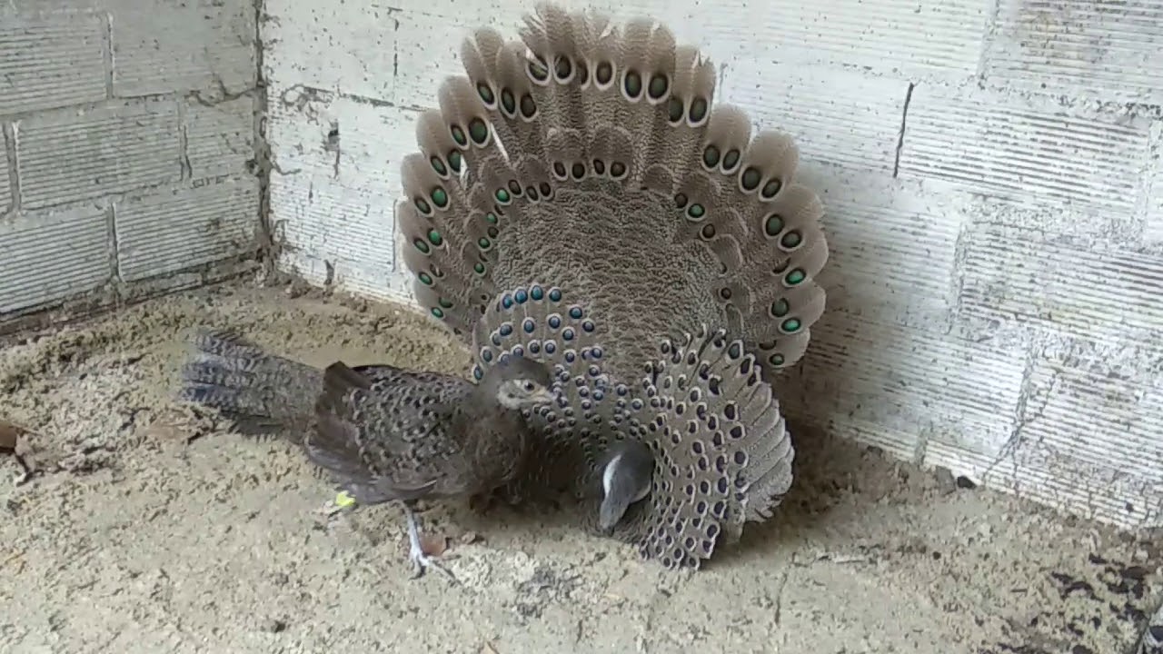 Faisán chinqui,espolonero(Polyplectron bicalcaratum) - YouTube