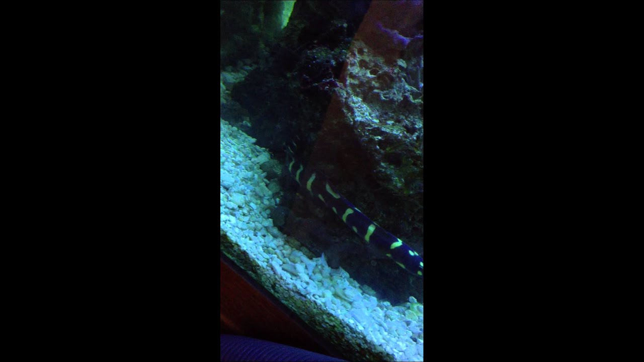 Engineer/Eel goby - YouTube