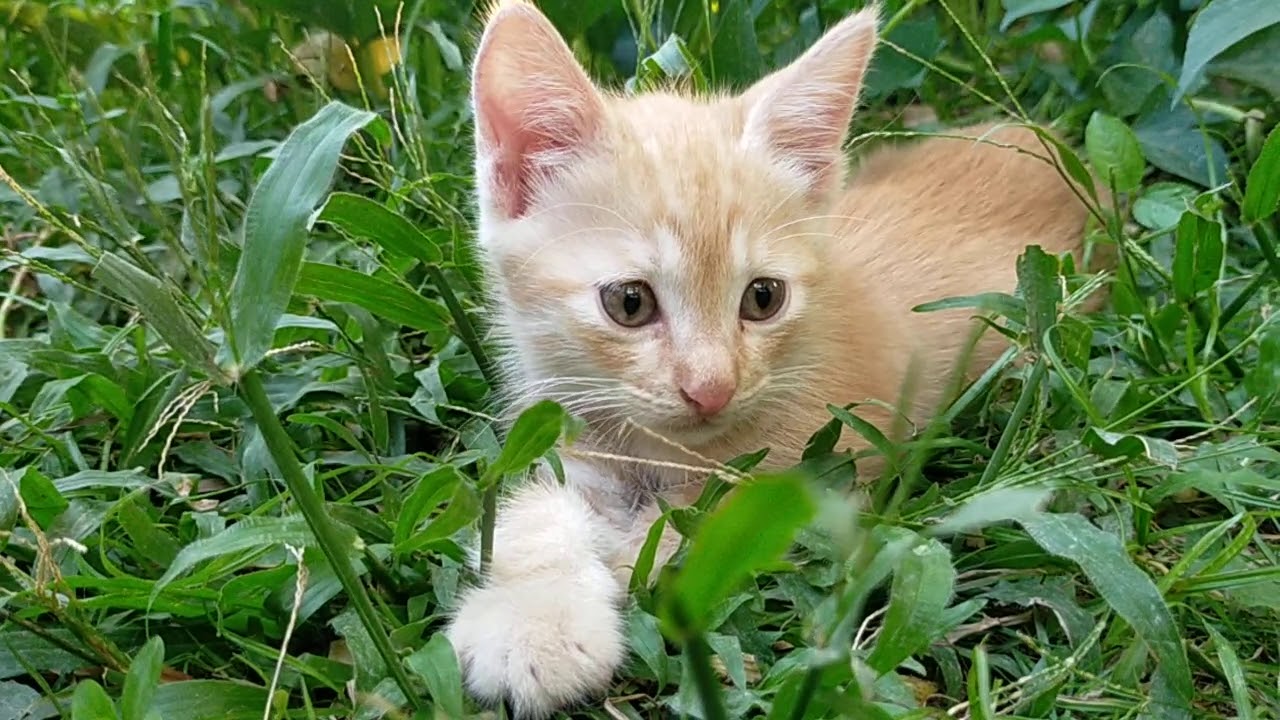 My half puspin half persian 🐈 my baby "Orange" - YouTube