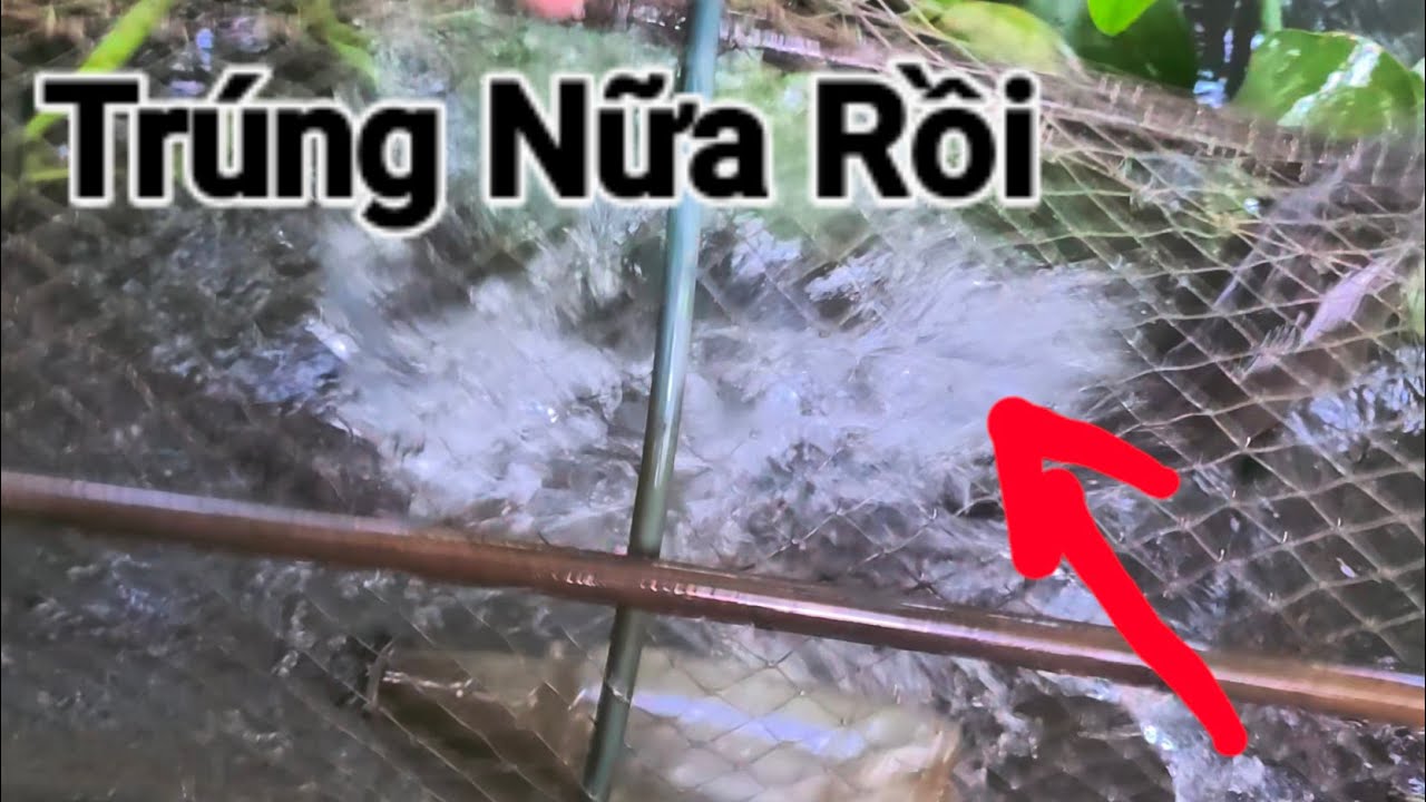 Luồng lờ bàomôn quá đỉnh - YouTube