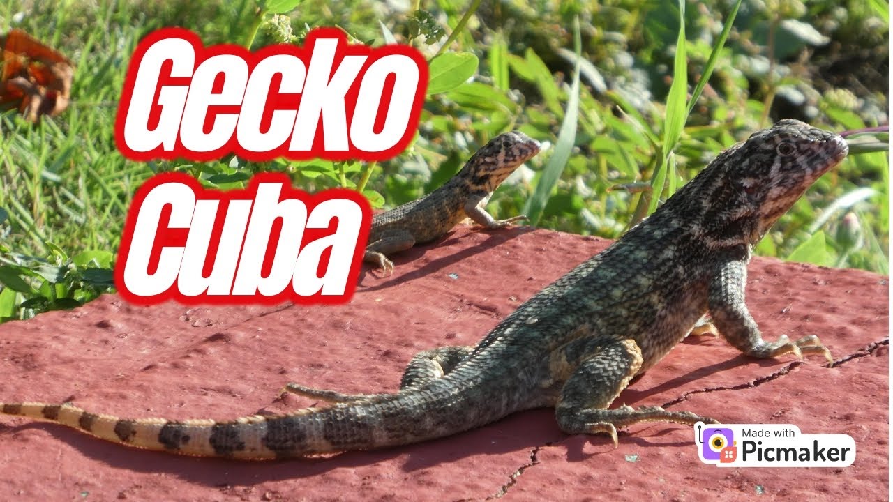 Cuban Gecko brazing in the sun! is this guy on vacation - YouTube