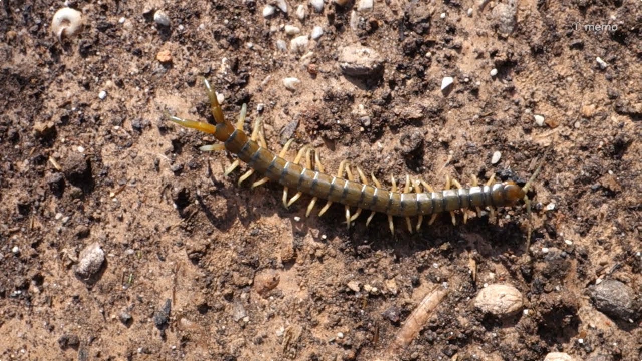 20170909 ~ Centipede ~ Greece - YouTube