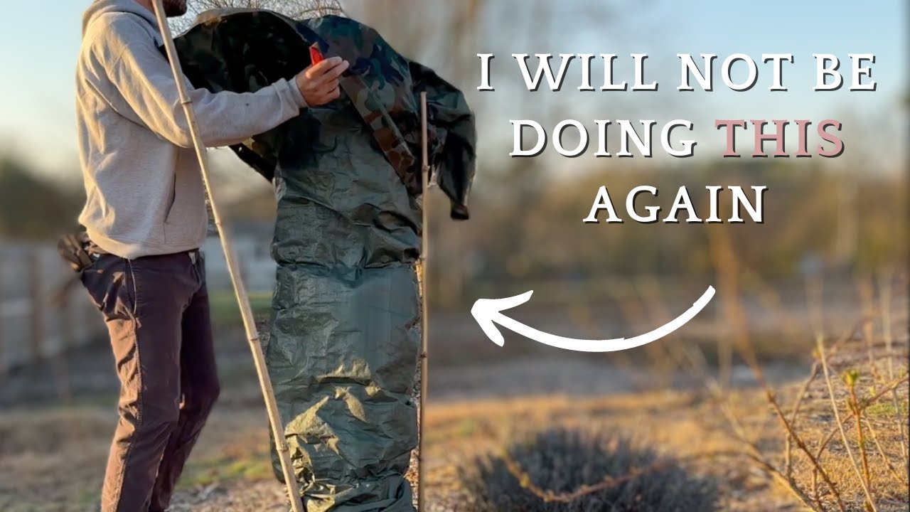 Fig Tree Winter Protection RESULTS: 3 Things I Learned About Wrapping ...