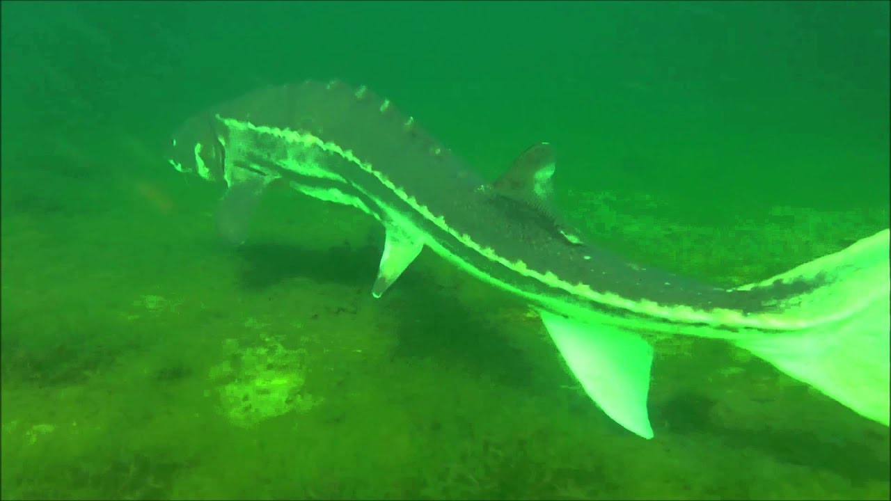 Swimming with a Wild Sturgeon - YouTube
