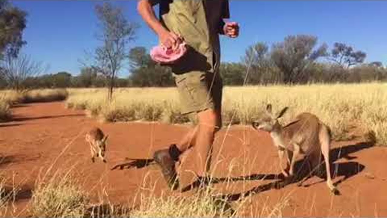 Morning Exercise with Charlie the Kangaroo || ViralHog - YouTube