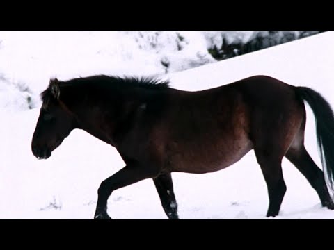 Australia's Wild Horses - Survival, Controversy and Alpine Beauty