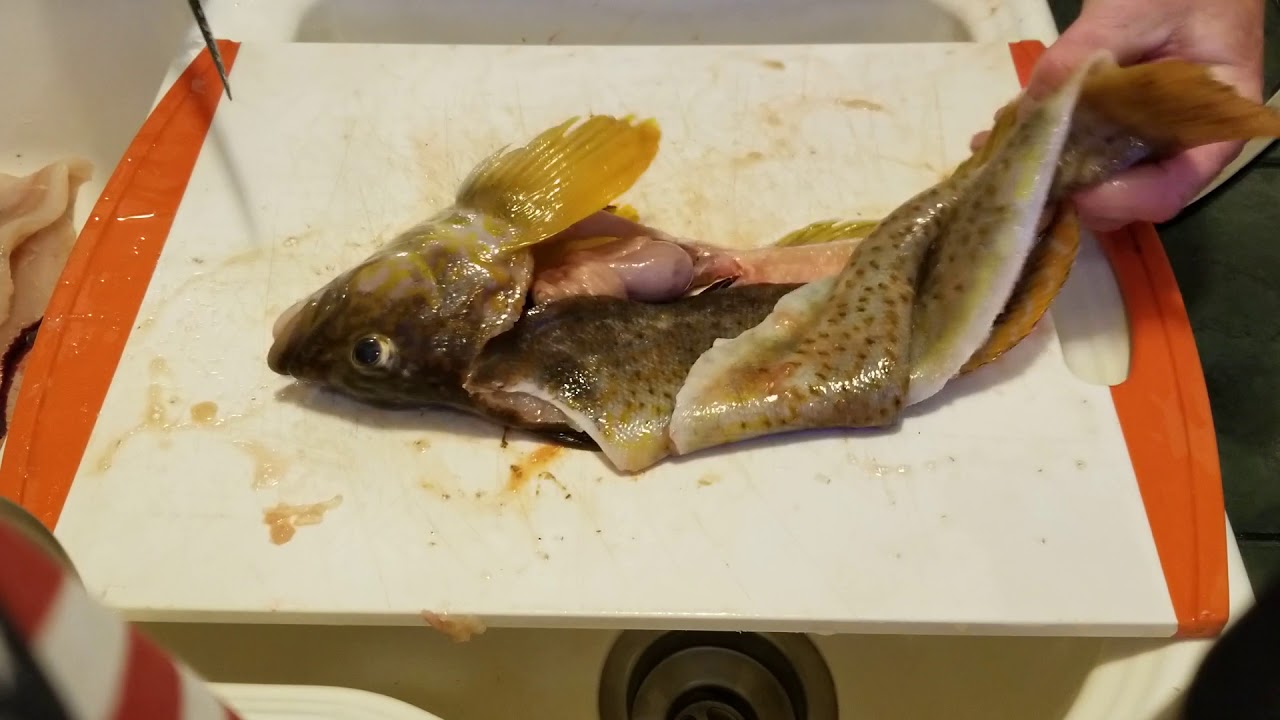 Filleting a Kelp Greenling (one way anyways) - YouTube