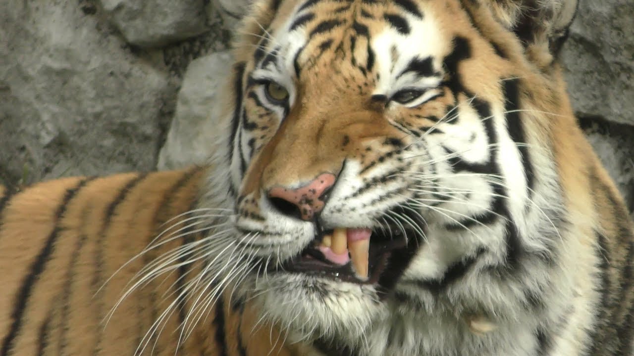 Tiger, sneezing and roaring トラ、くしゃみと咆哮[天王寺動物園] - YouTube