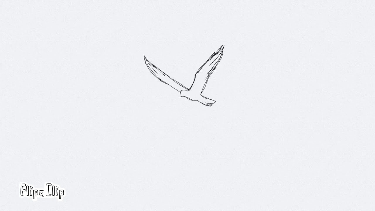 Bird Flying Animation - YouTube