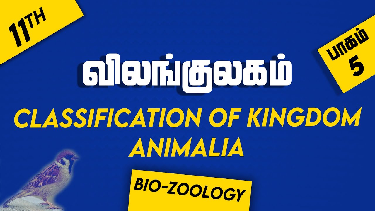 11th BIO-ZOOLOGY | Chapter 2 | PART 5 | Kingdom Animalia ...