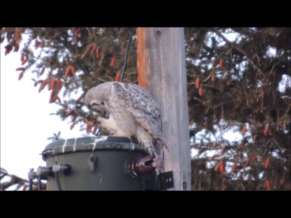 Male Great Horned Owl sunrise rituals - YouTube