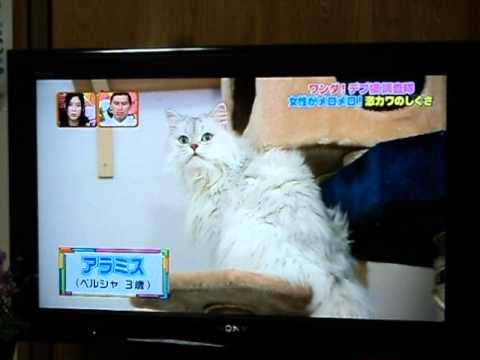 Japanese TV show: CATS CATS CATS - YouTube