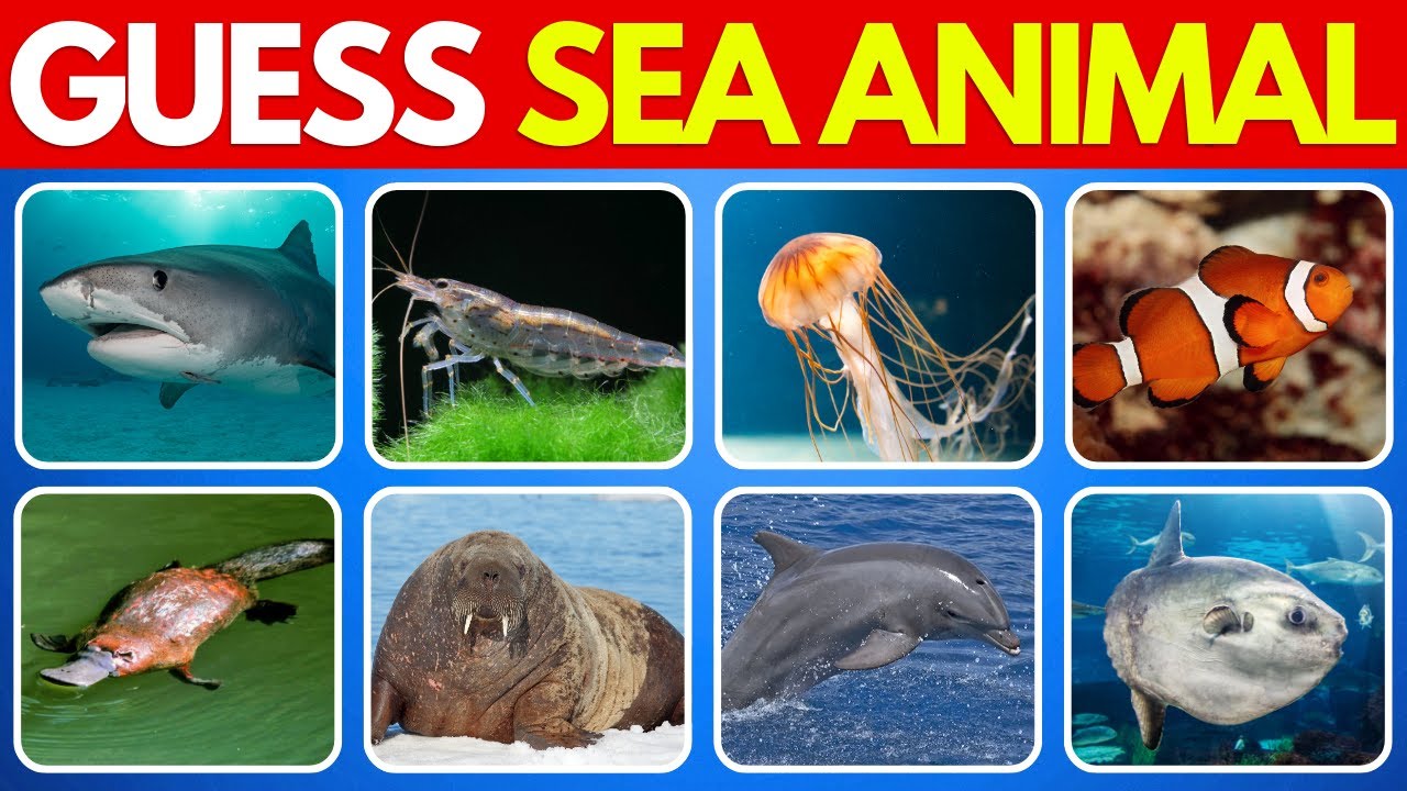Guess 50 Sea Animals By Pictures - YouTube