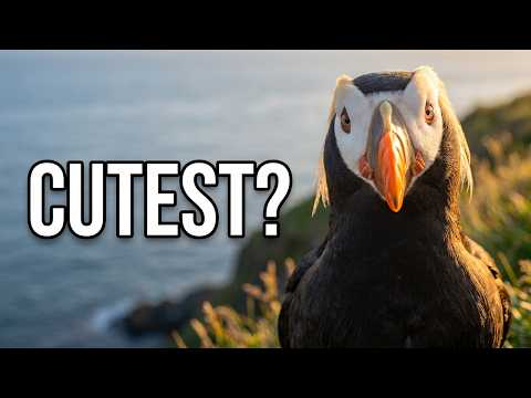 Is this the CUTEST Bird?