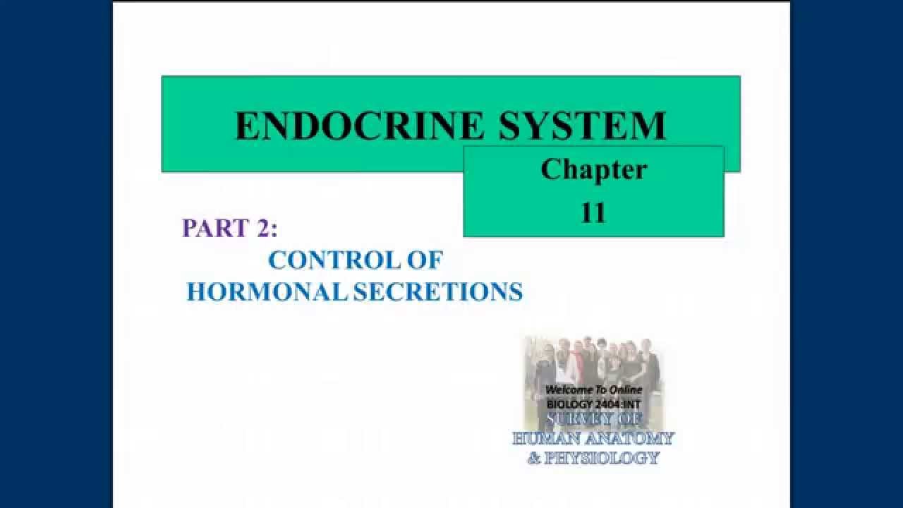 BIOL2404 CH 11 THE ENDOCRINE SYSTEM: Part 2 - YouTube