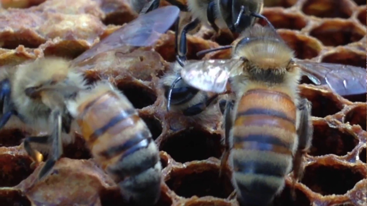 a Bee Hatching. - YouTube