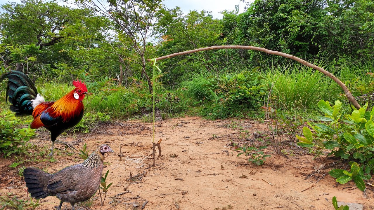 Asian Primitive Trap, Two Kids make trap to catch forest hen, Best Trap ...