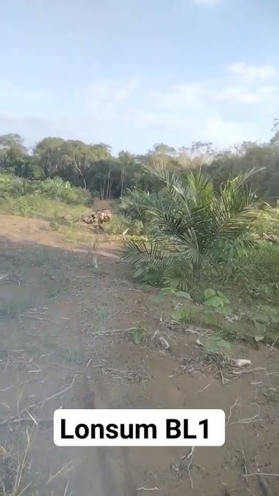 Lonsum BL1 8 Bulan - YouTube