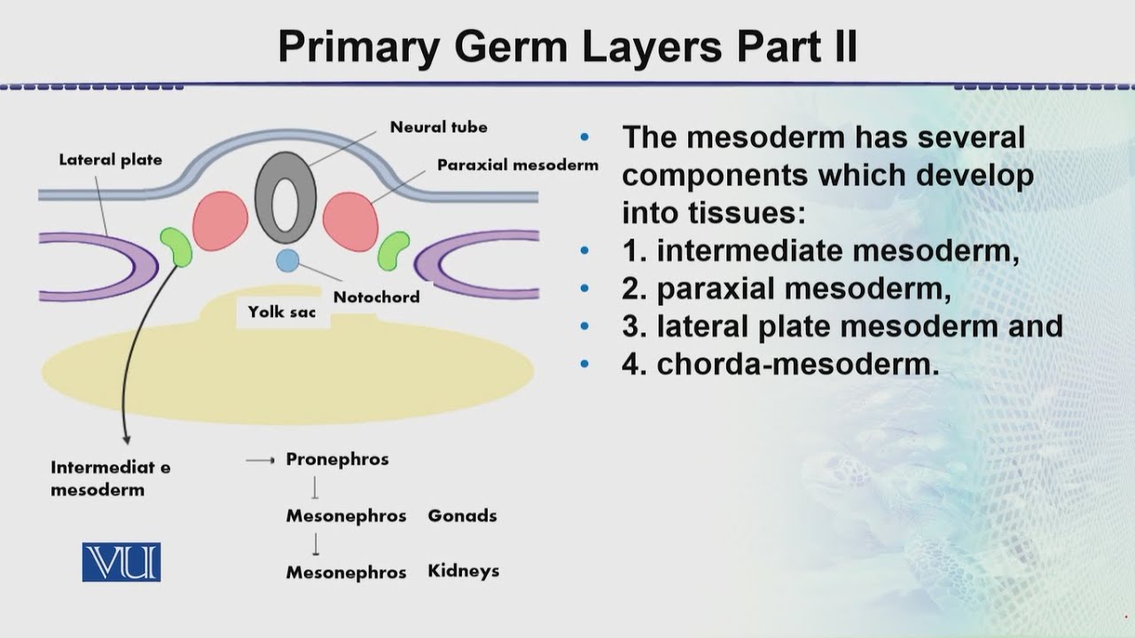 Primary Germ Layers - Part 2 | Animal Form & Function 2 (Theory ...