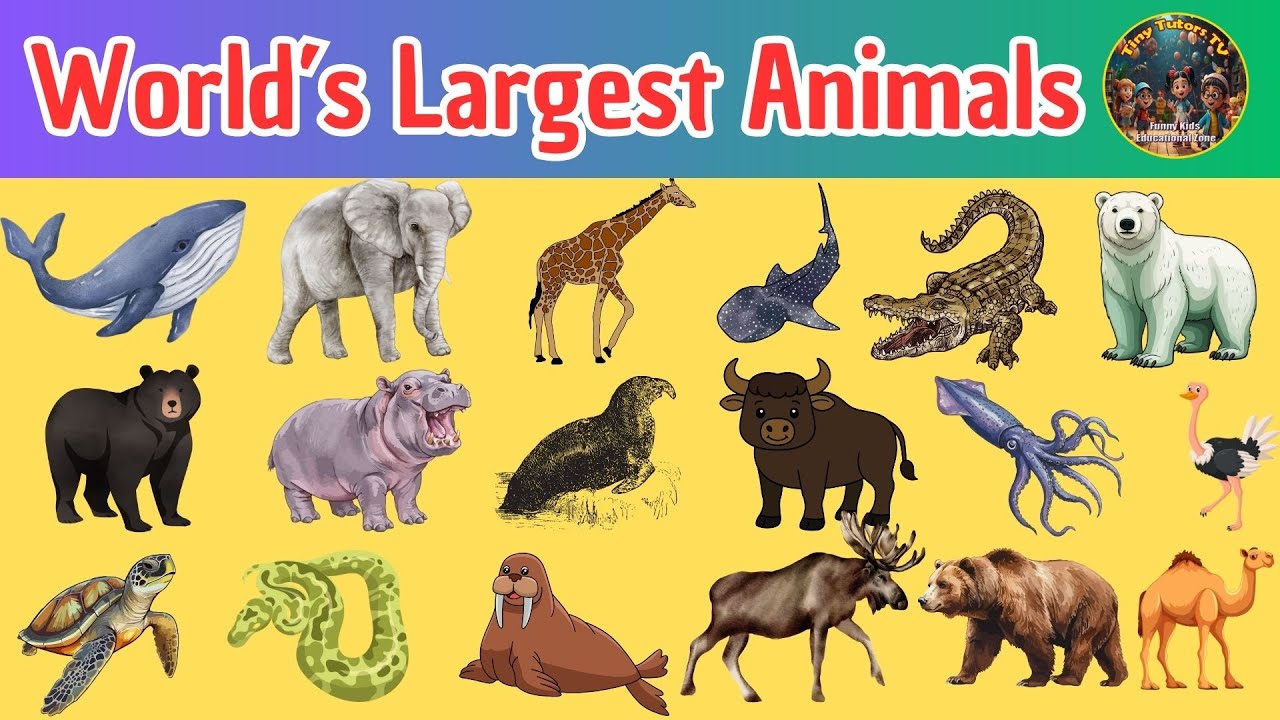 World’s Largest Animals | World’s Largest Animals for Kids | Amazing ...