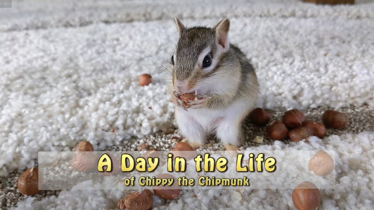 "A Day In The Life" of Chippy the Chipmunk - YouTube