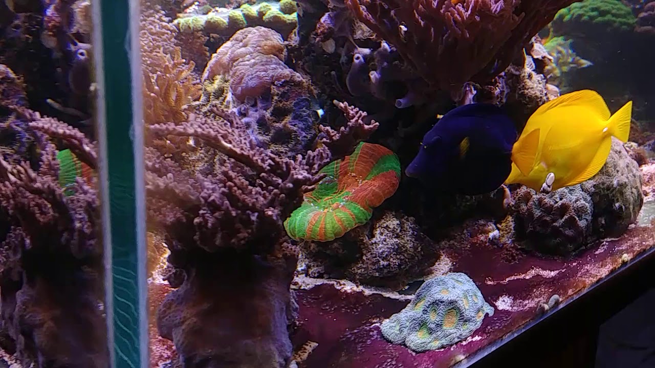 Reef tank aquarium 700 liters - YouTube