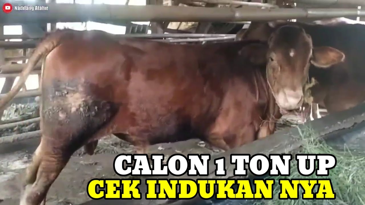 Ada sapi calon 1 ton up dan sapi 2 ekor bunting semua# - YouTube