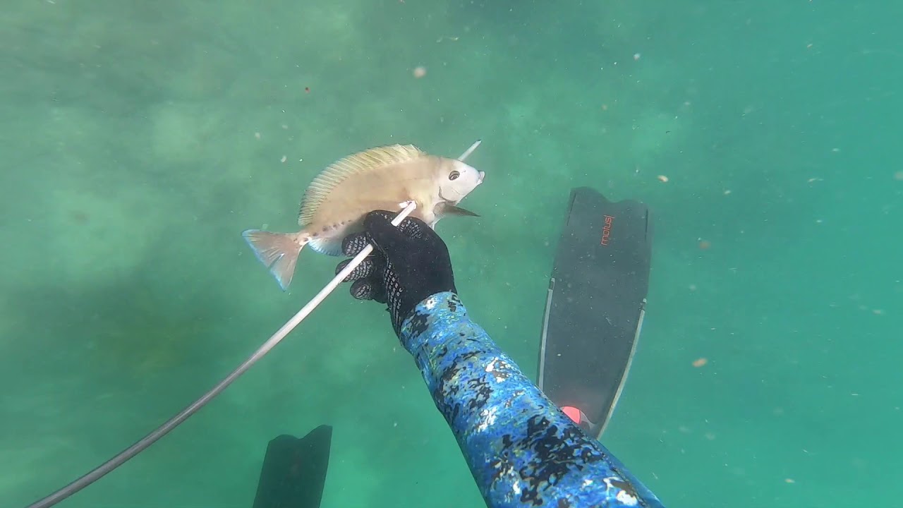 WildBornOz -Spearfishing Australian Sawtail - YouTube