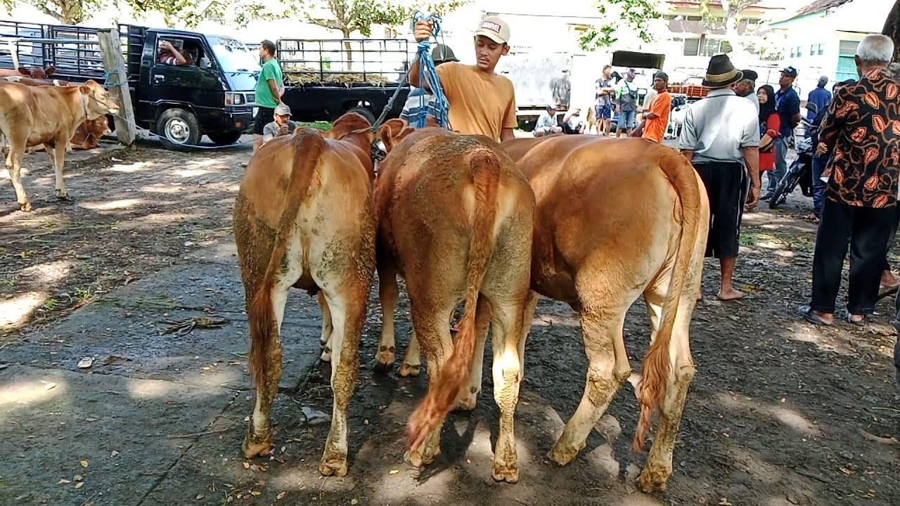 Harga sapi Pagi ini || Sabtu legi 20 Januari 2024 || Pasar Sapi ...