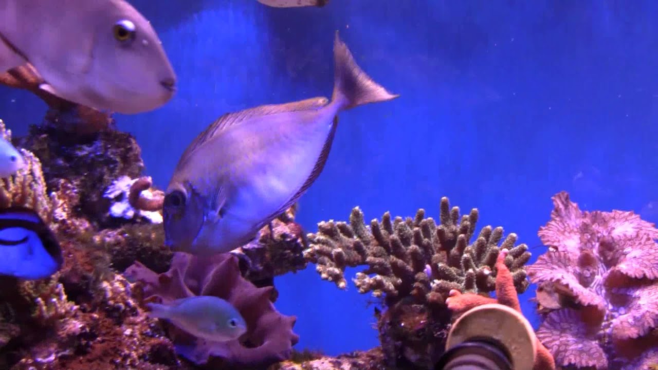 My Sargassum Triggerfish - YouTube