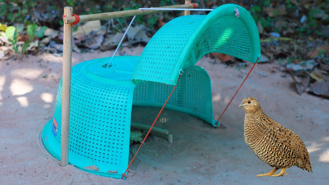 Most Creative Bird Trap Using Plastic Box - Easy Idea Catch Quail Bird ...