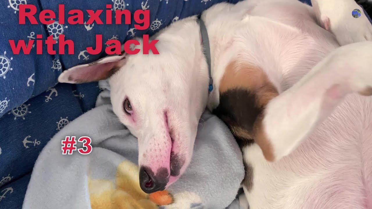 Relaxing with Jack - YouTube