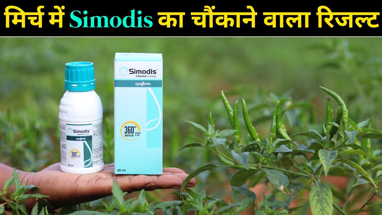 Simodis use in Chilli || मिर्च में Simodis का चौकाने वाला रिजल्ट ...