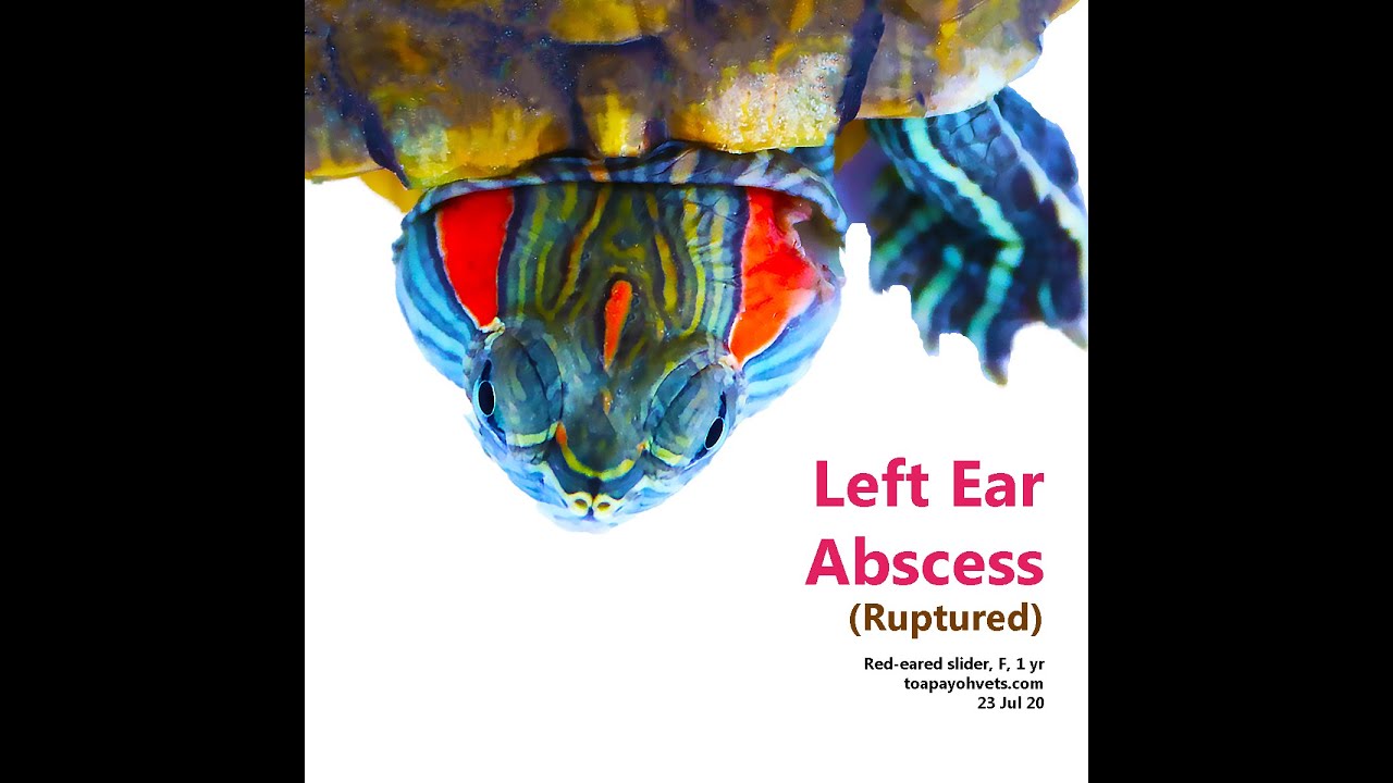 A red-eared slider has a left ear swelling - ear abscess ruptured - YouTube
