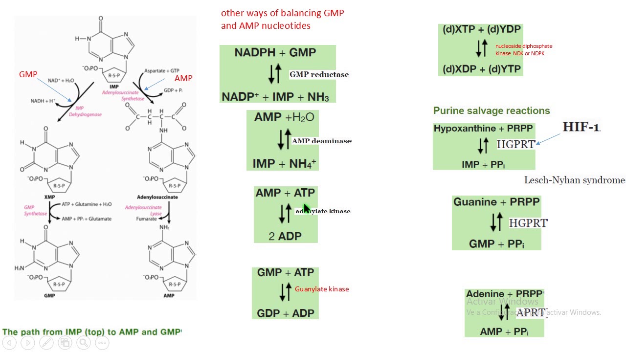 síntesis AMP GMP reciclaje purinas HGPRT APRT bioquímica biochemistry ...