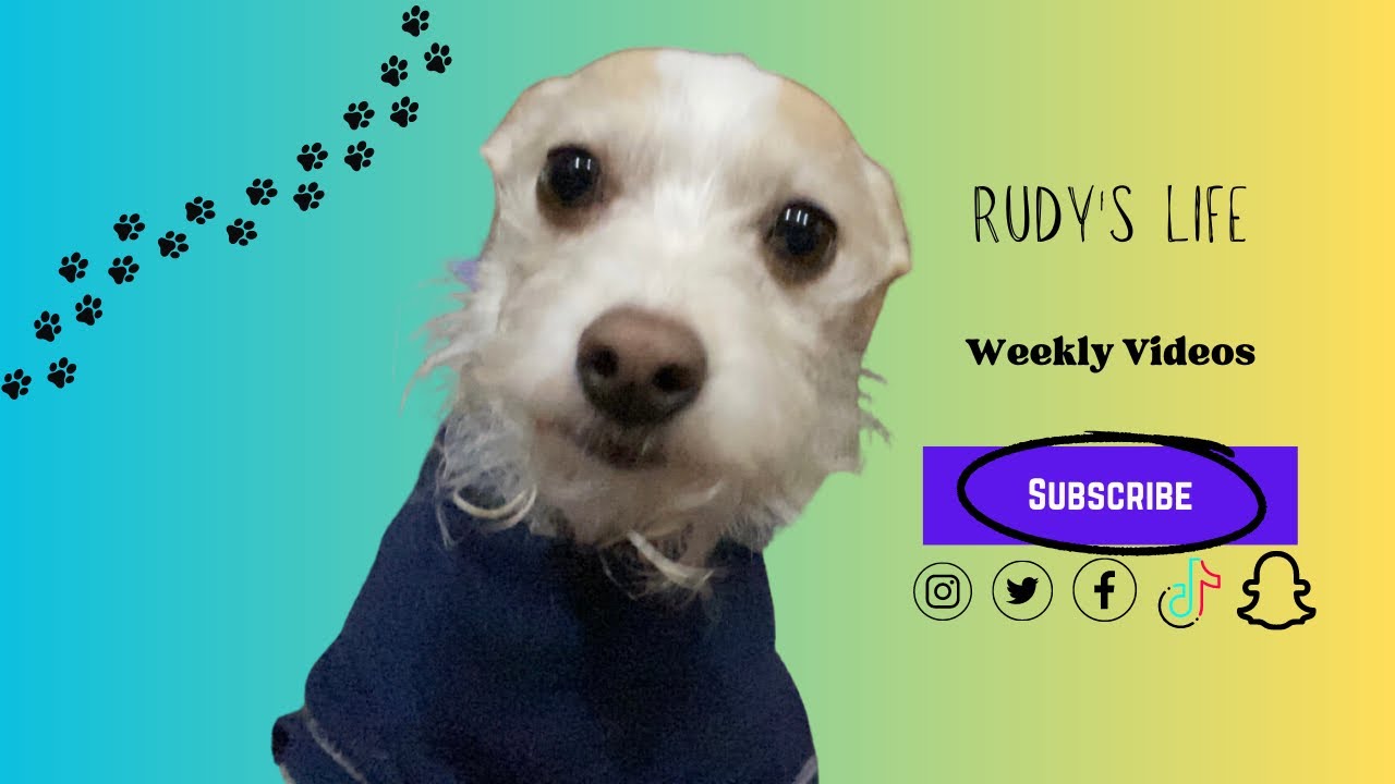 Dog vlog - YouTube