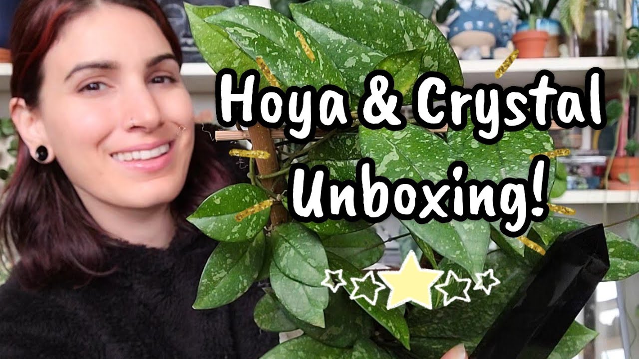 Hoya & Crystal Unboxing!! 🩷 ️ Succulents Empire & Apartment Botanist🌿 ...