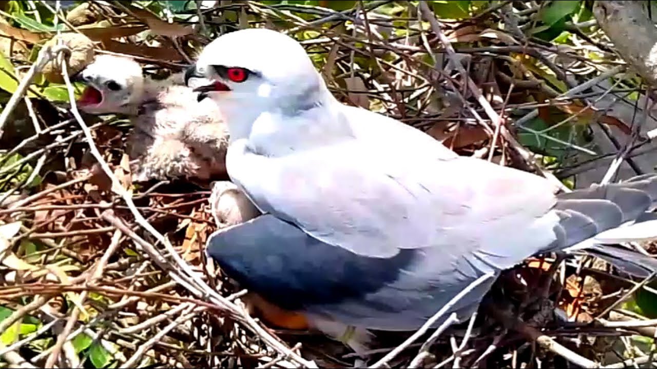 Black-winged kite A baby bird gets very hot in the sun. - YouTube