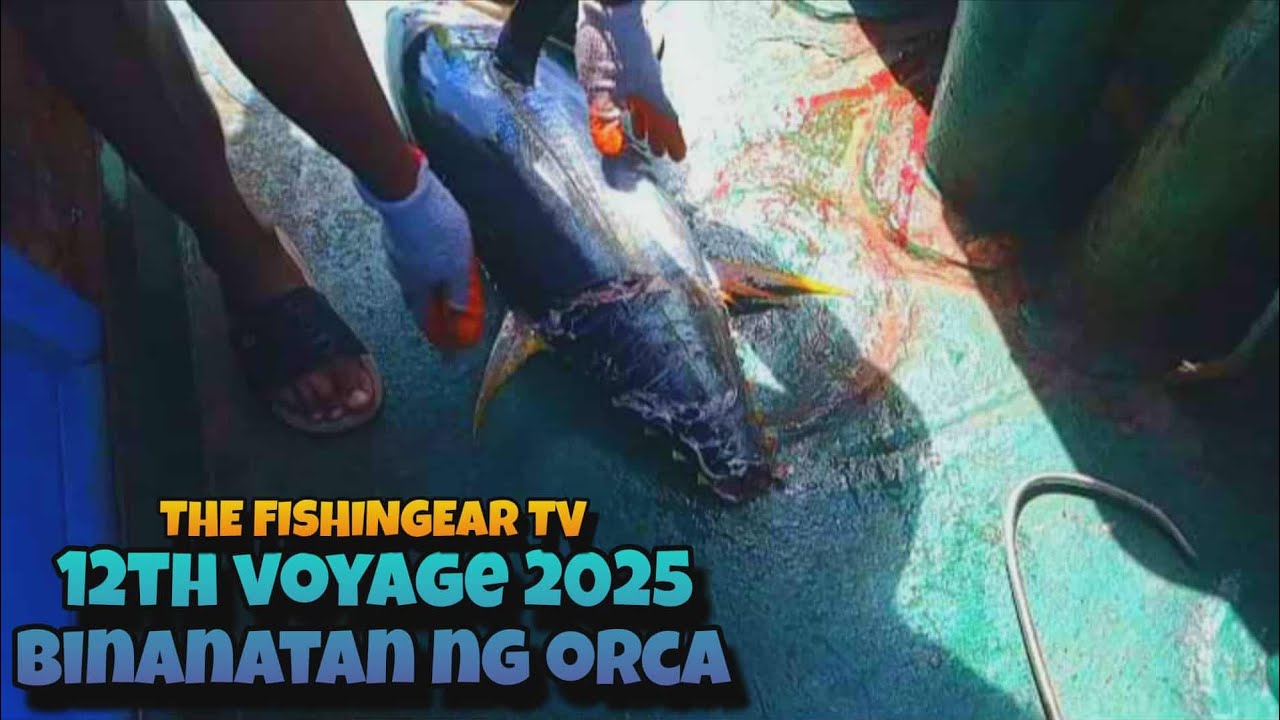 Yellow fin tuna,,sinunggaban ng orca / The Fishingear Tv - YouTube