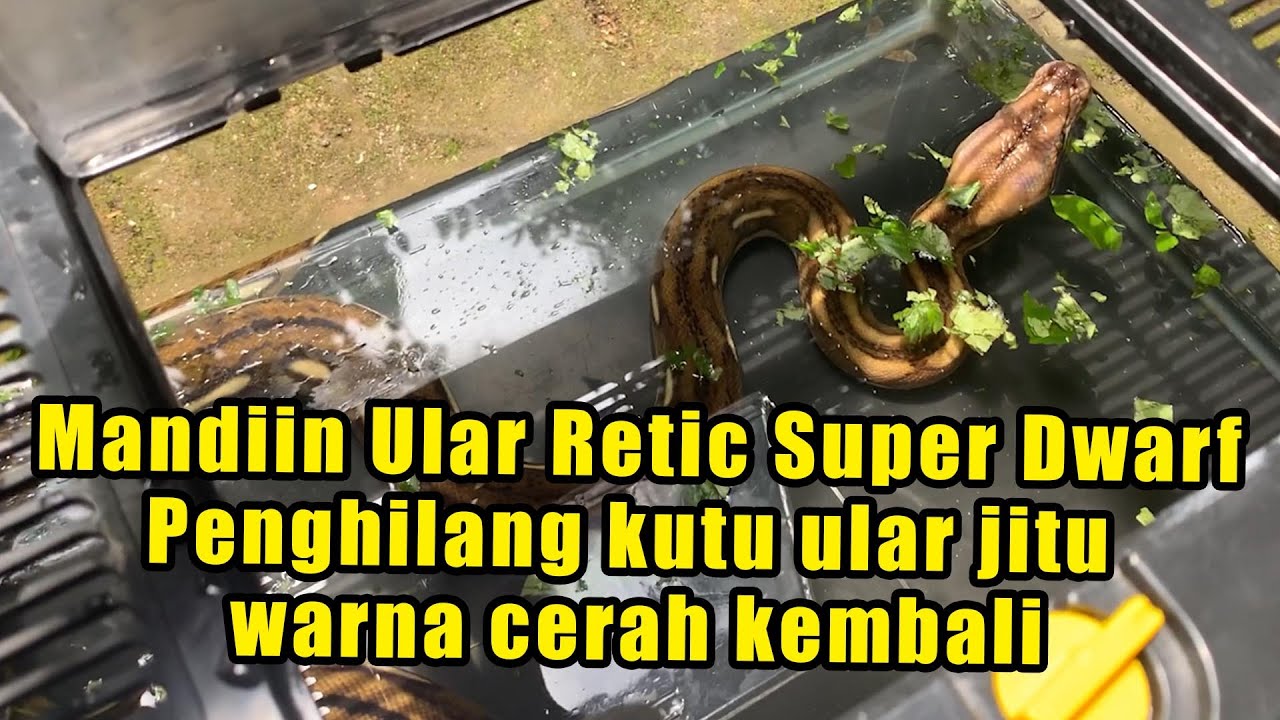 Mandiin Ular Retic Super Dwarf dengan air sirih solusi untuk kutu ular dan kulit ular semakin ...