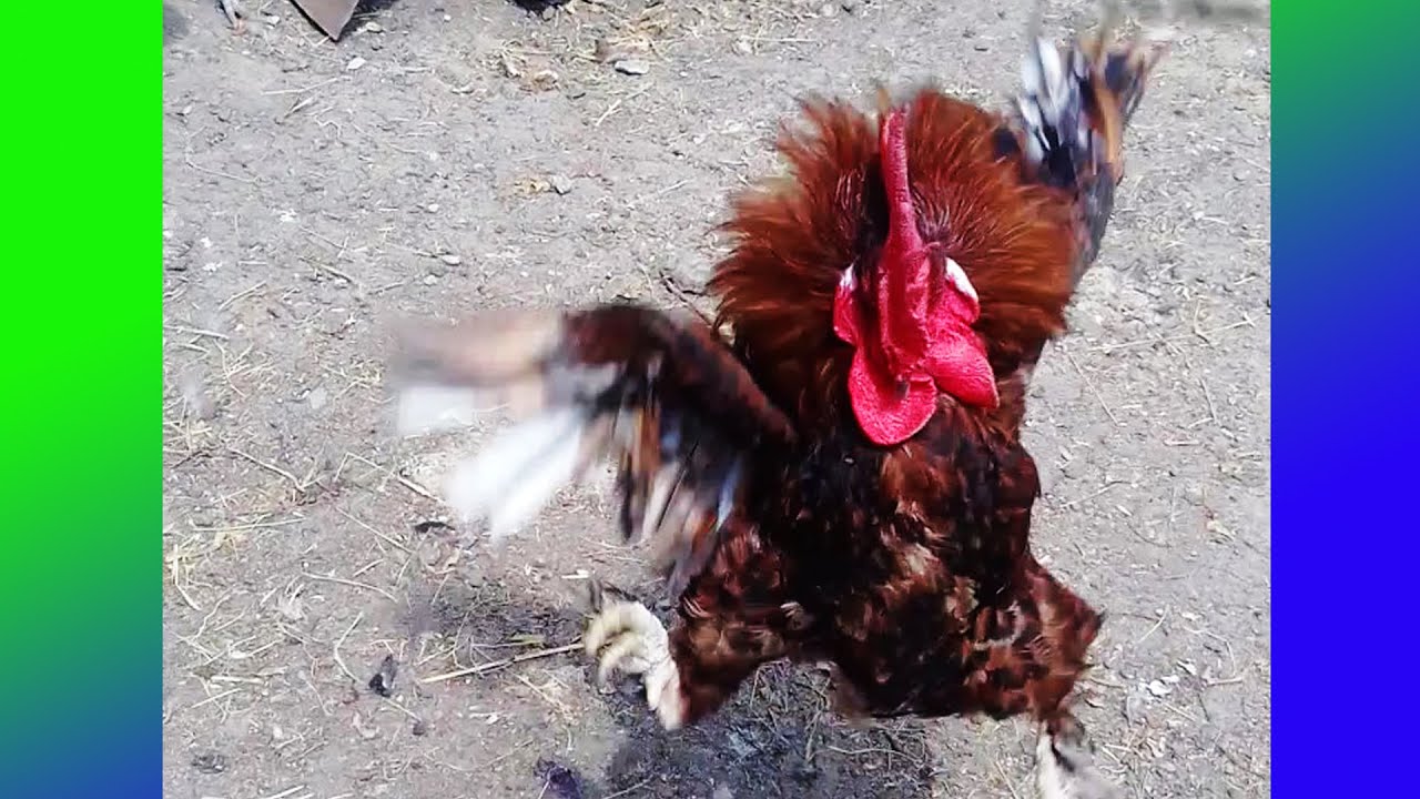 Rooster attack. Cockerel did his best, but :) . The flying kick from ...