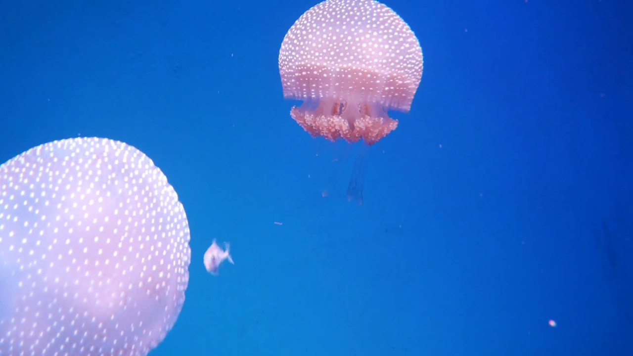 Jellyfish - Various Types - YouTube