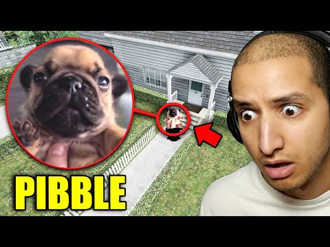 If You See PIBBLE Outside Your House, RUB HIS BELLY!!