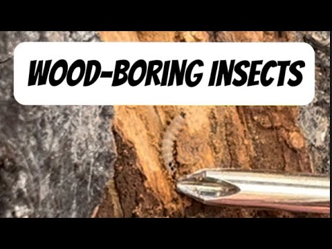 🪲Wood-Boring Insects🌳 - YouTube
