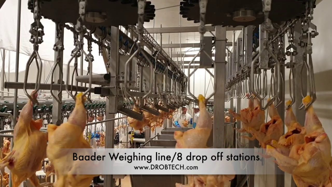 Baader/Linco Weighing line with 8 drop off stations - YouTube