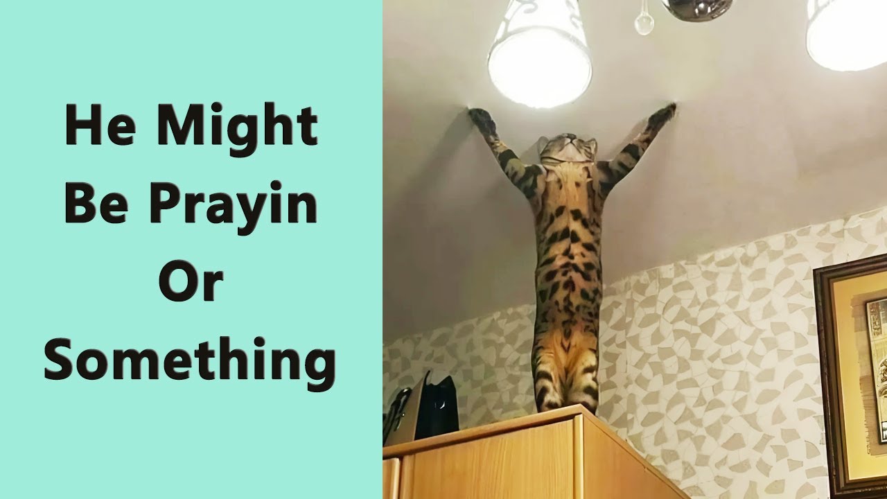 "50 Hilarious 'Glitching' Cats That Will Make You Wonder: What's Wrong ...