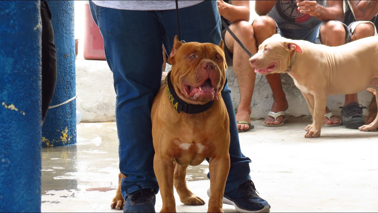 Conformação, Exposição Pit Monster Adulto | Evento oficial no Ceará ...